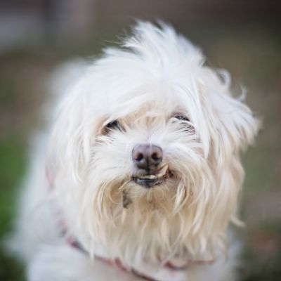 Gidget – Twyla's Friends