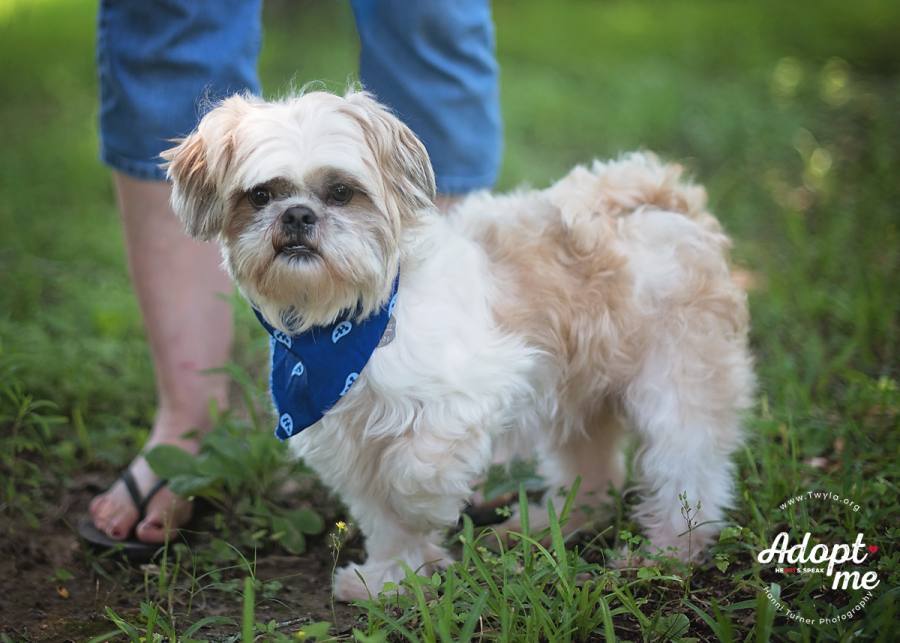 Elmo – Twyla's Friends