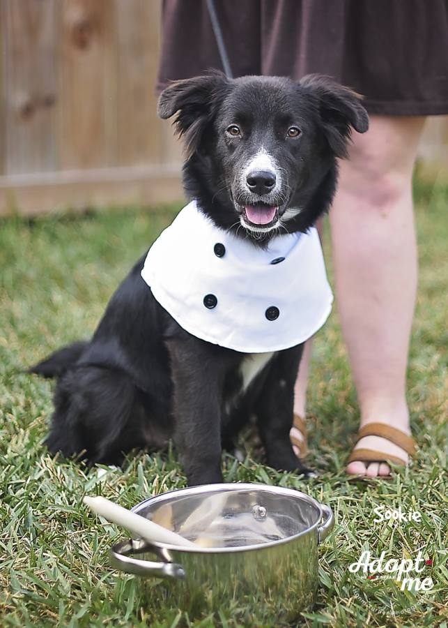 Sookie – Twyla's Friends