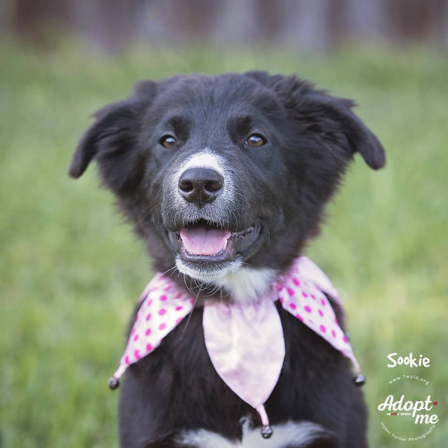 Sookie – Twyla's Friends