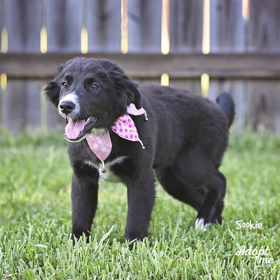 Sookie – Twyla's Friends