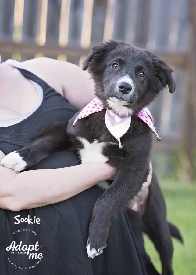 Sookie – Twyla's Friends