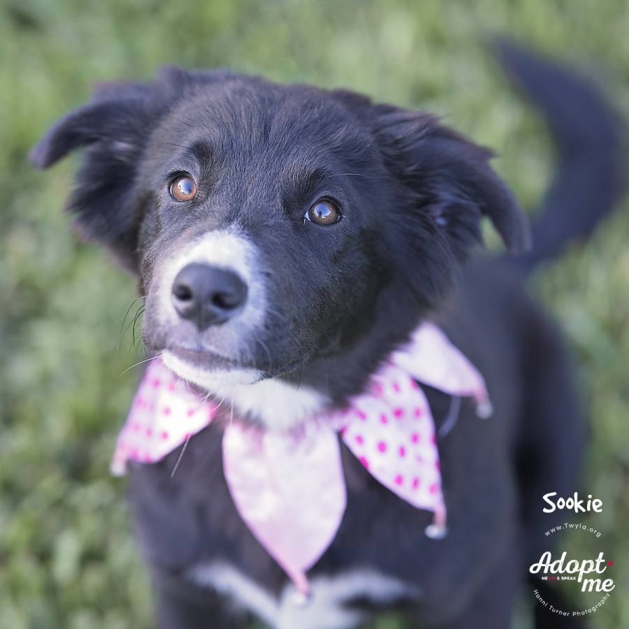 Sookie – Twyla's Friends