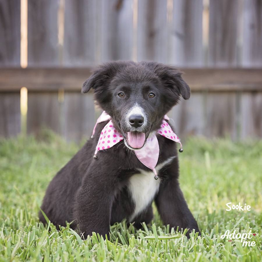 Sookie – Twyla's Friends