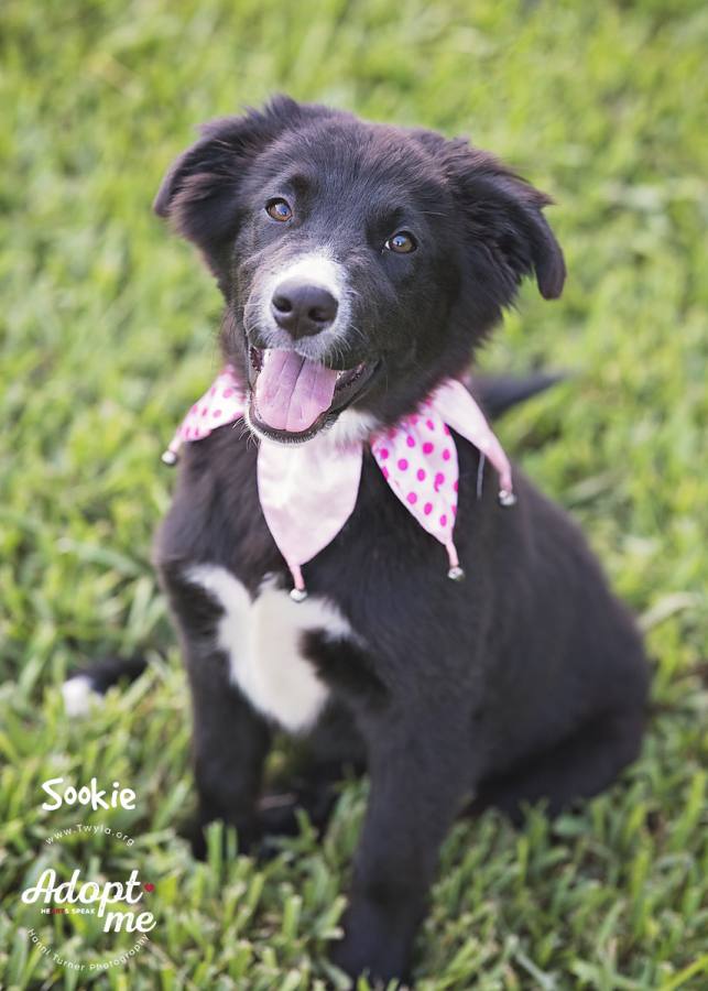 Sookie – Twyla's Friends