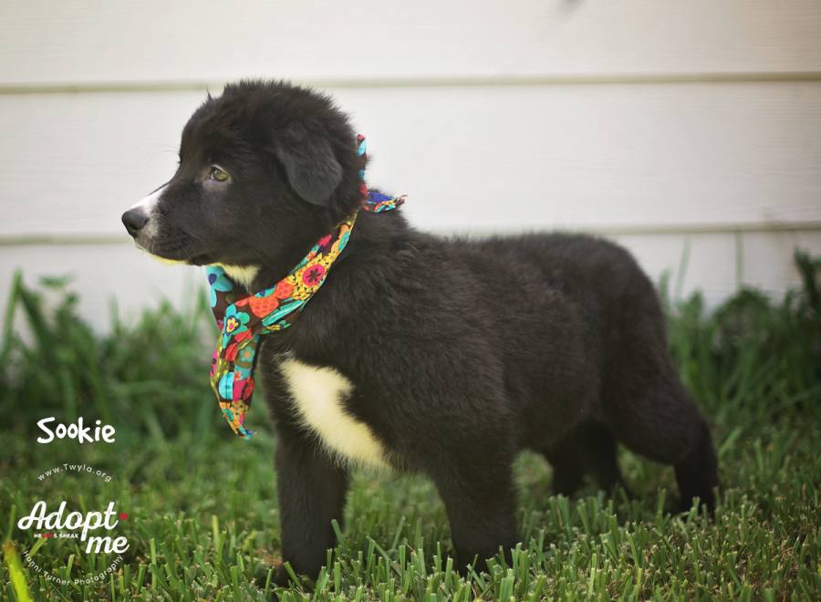 Sookie – Twyla's Friends